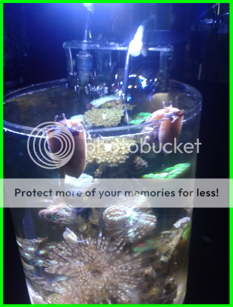 2.6 gallon reef vase...first post : r/ReefTank